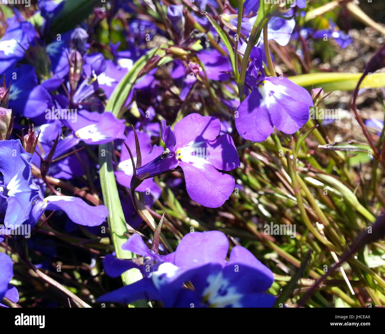 Purple Flower with Uniquely Shaped Petals Stock Photo - Alamy