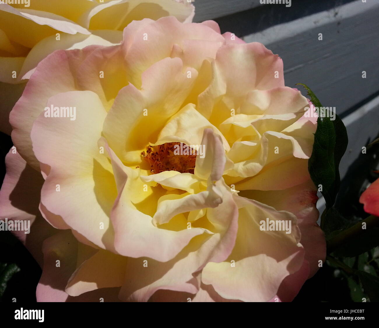 Yellow rose with pink edges hi-res stock photography and images - Alamy
