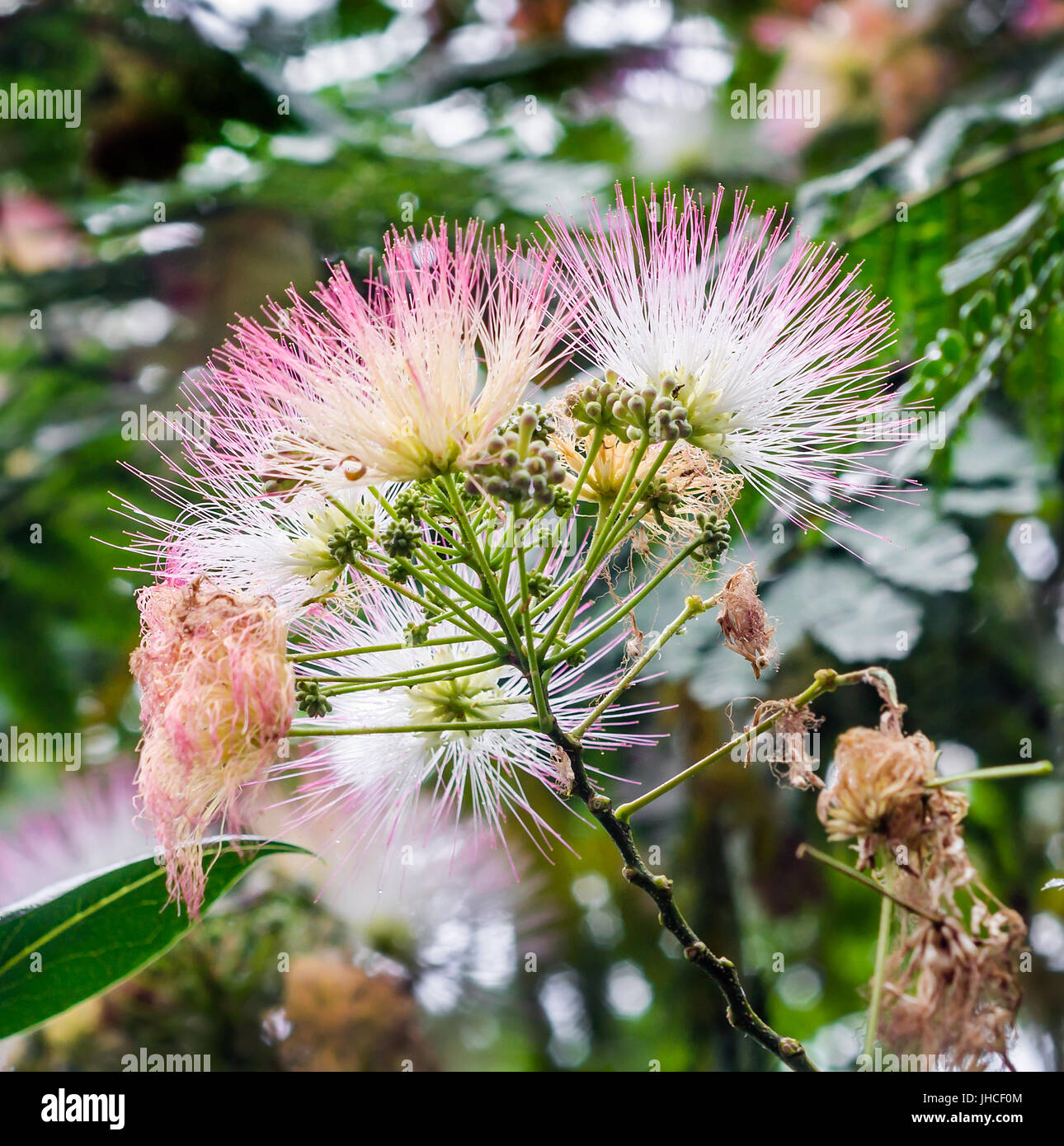 Albizia julibrissin art hi-res stock photography and images - Alamy