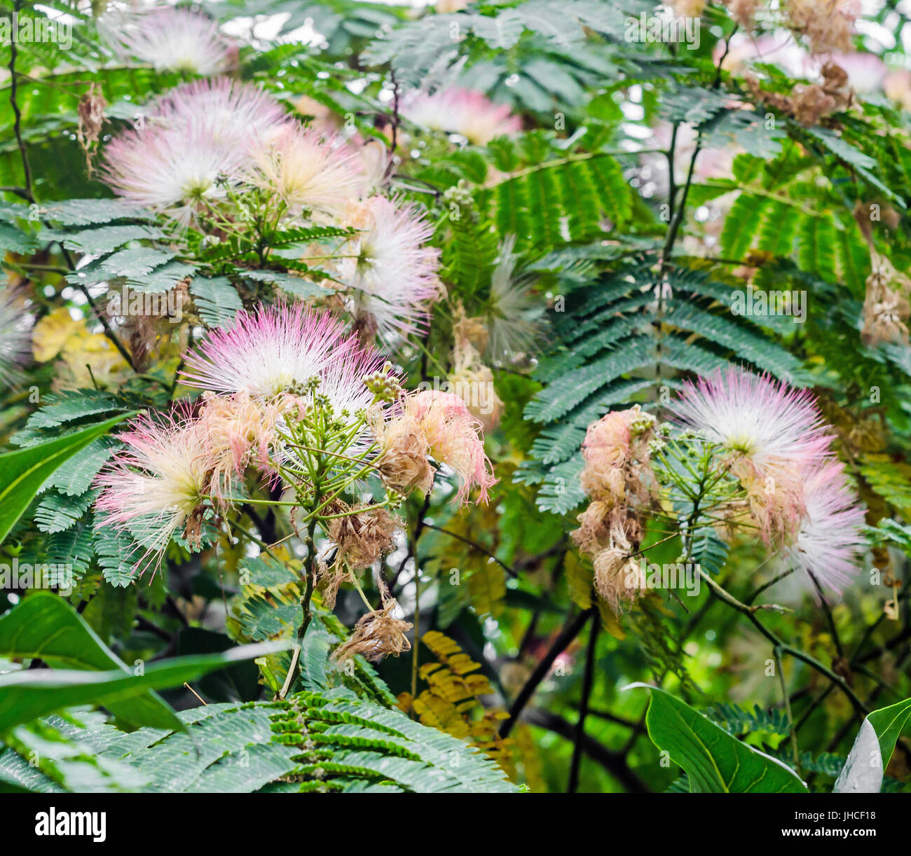 Albizia julibrissin art hi-res stock photography and images - Alamy