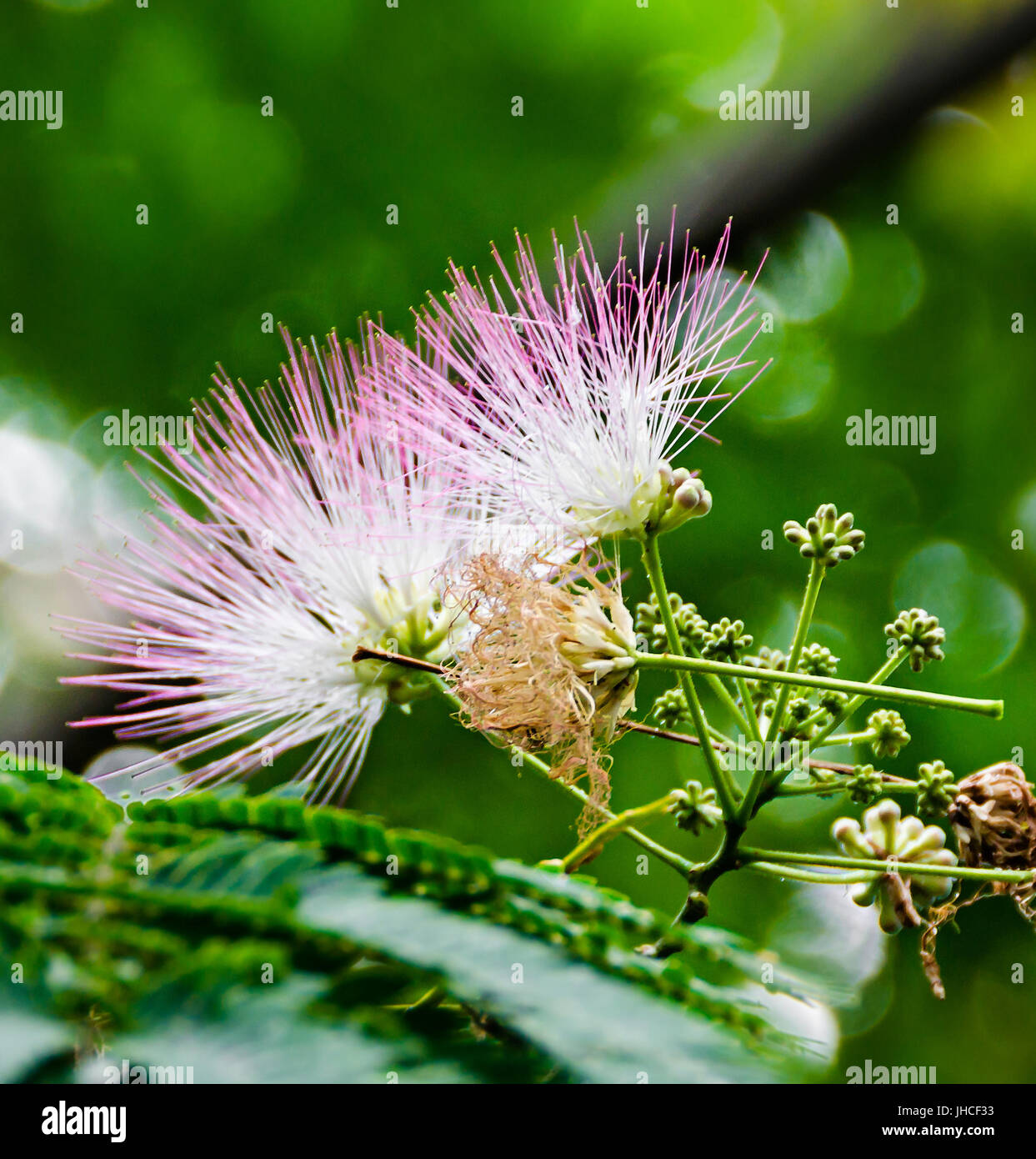 Albizia julibrissin art hi-res stock photography and images - Alamy