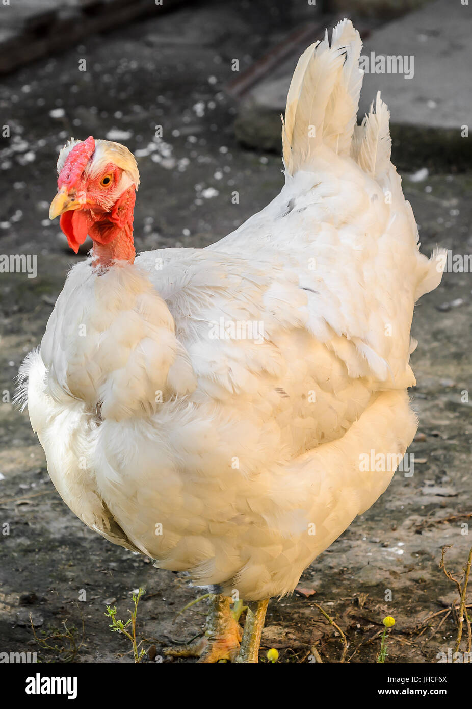 White chicken at the farm Stock Photo - Alamy