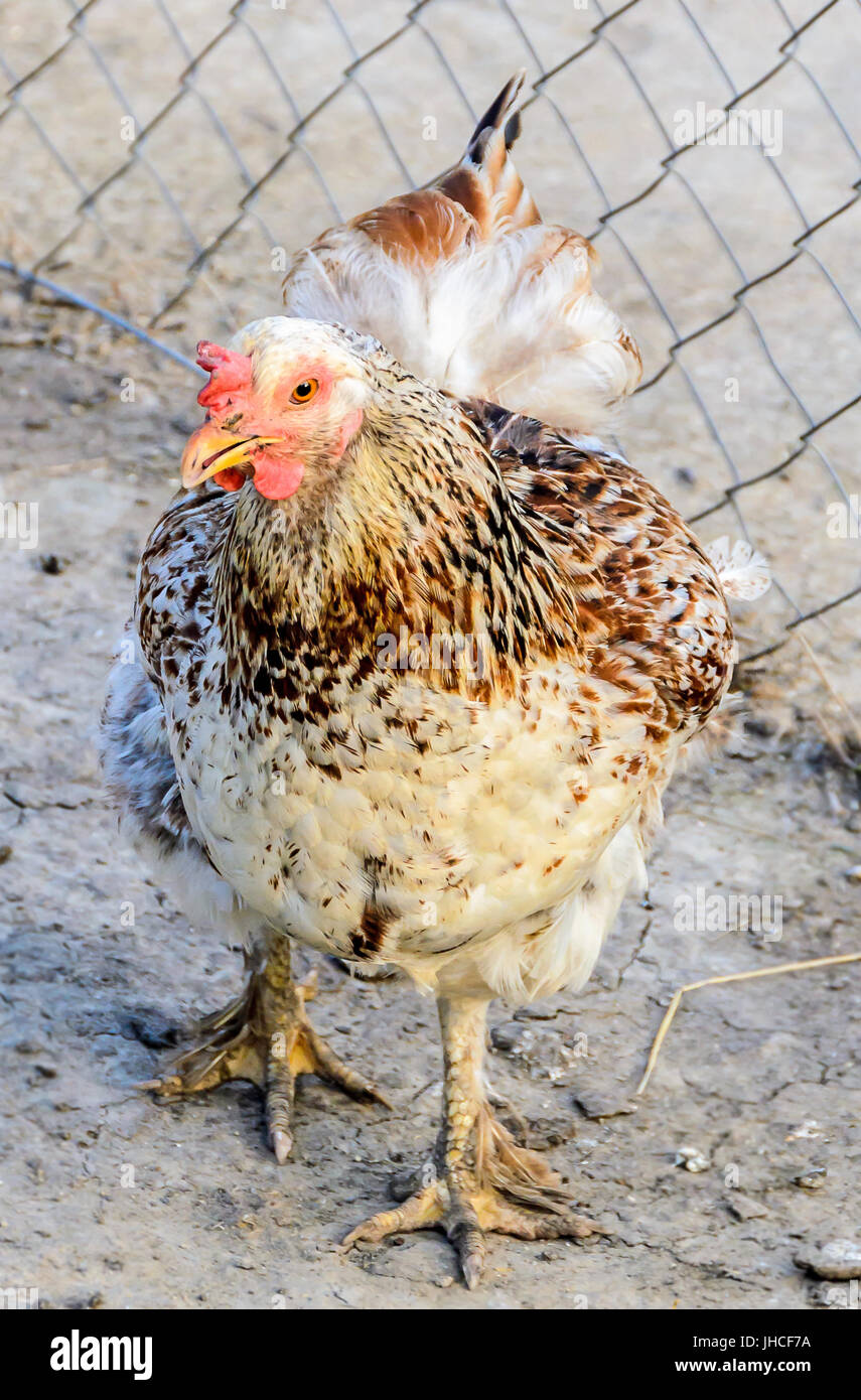 Colored chicken at the farm Stock Photo - Alamy