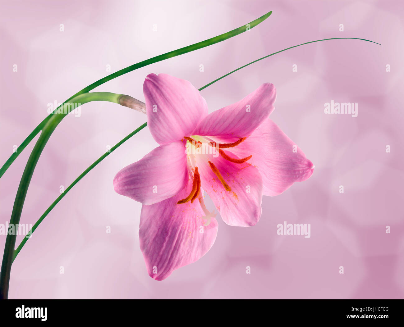 Pink-purple Zephyranthes flower, close up, isolated, white background ...