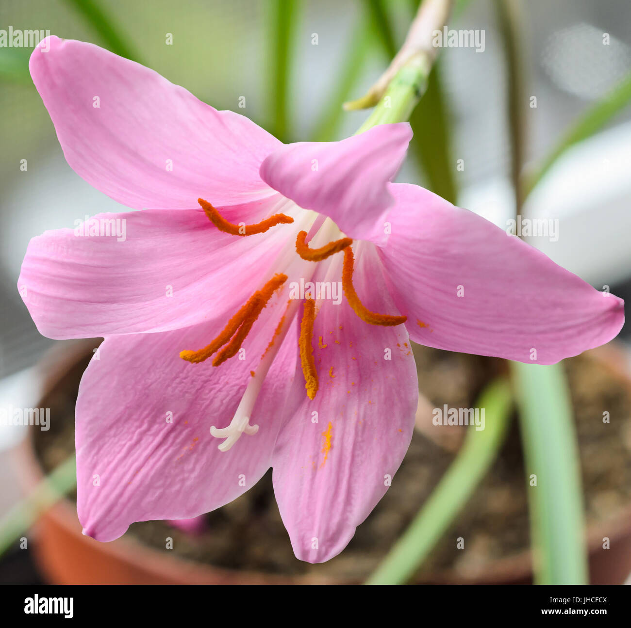 Pink-purple Zephyranthes flower, close up, isolated, white background ...