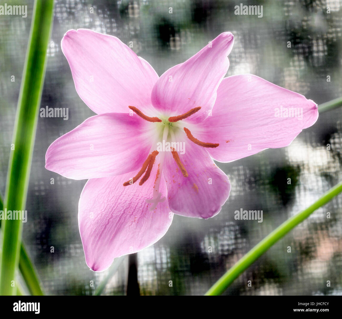 Pink-purple Zephyranthes flower, close up, isolated, white background ...