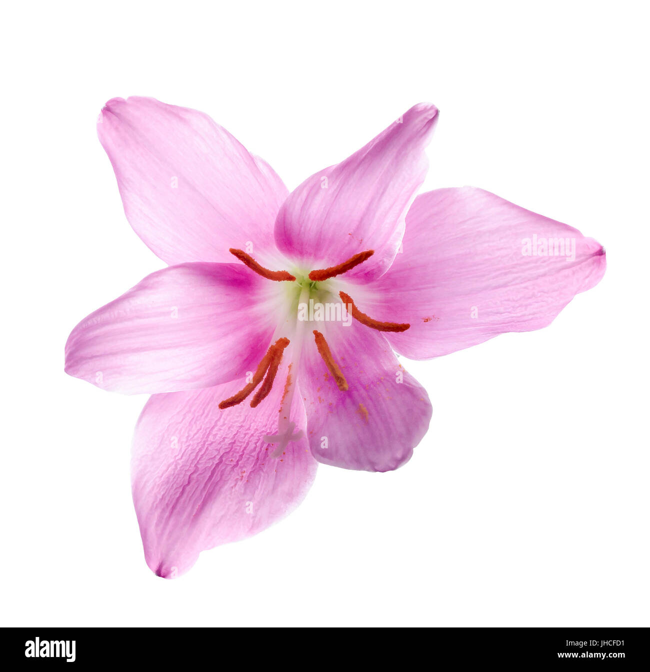 Pink-purple Zephyranthes flower, close up, isolated, white background ...