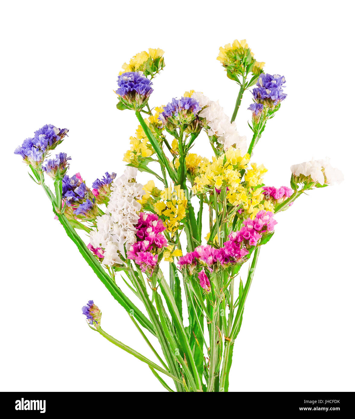 Statice sinuata royal flowers, vivid colored wild flowers, close up ...