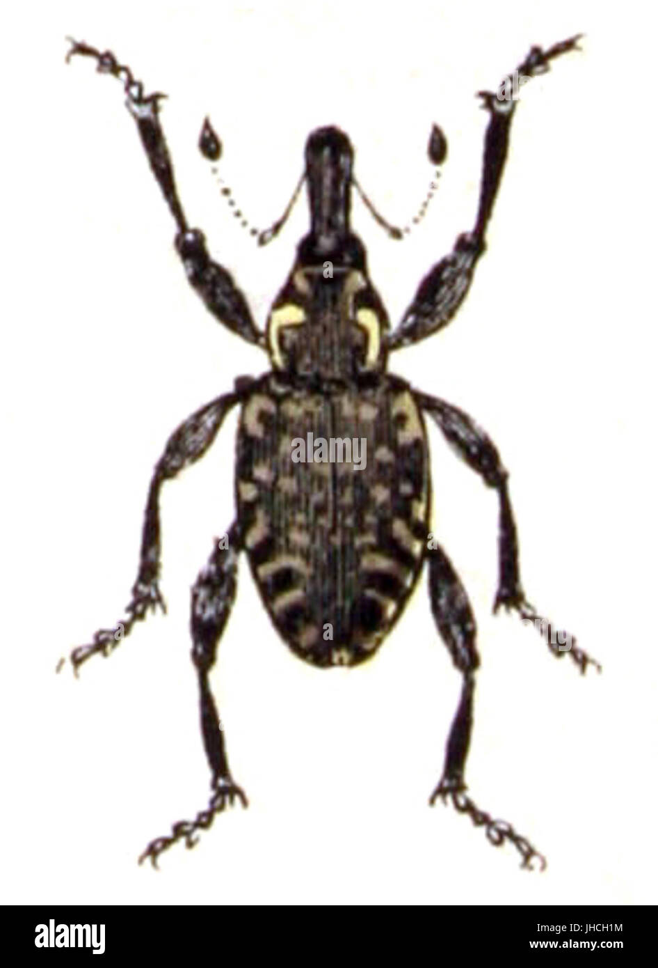 Liparus hi-res stock photography and images - Alamy