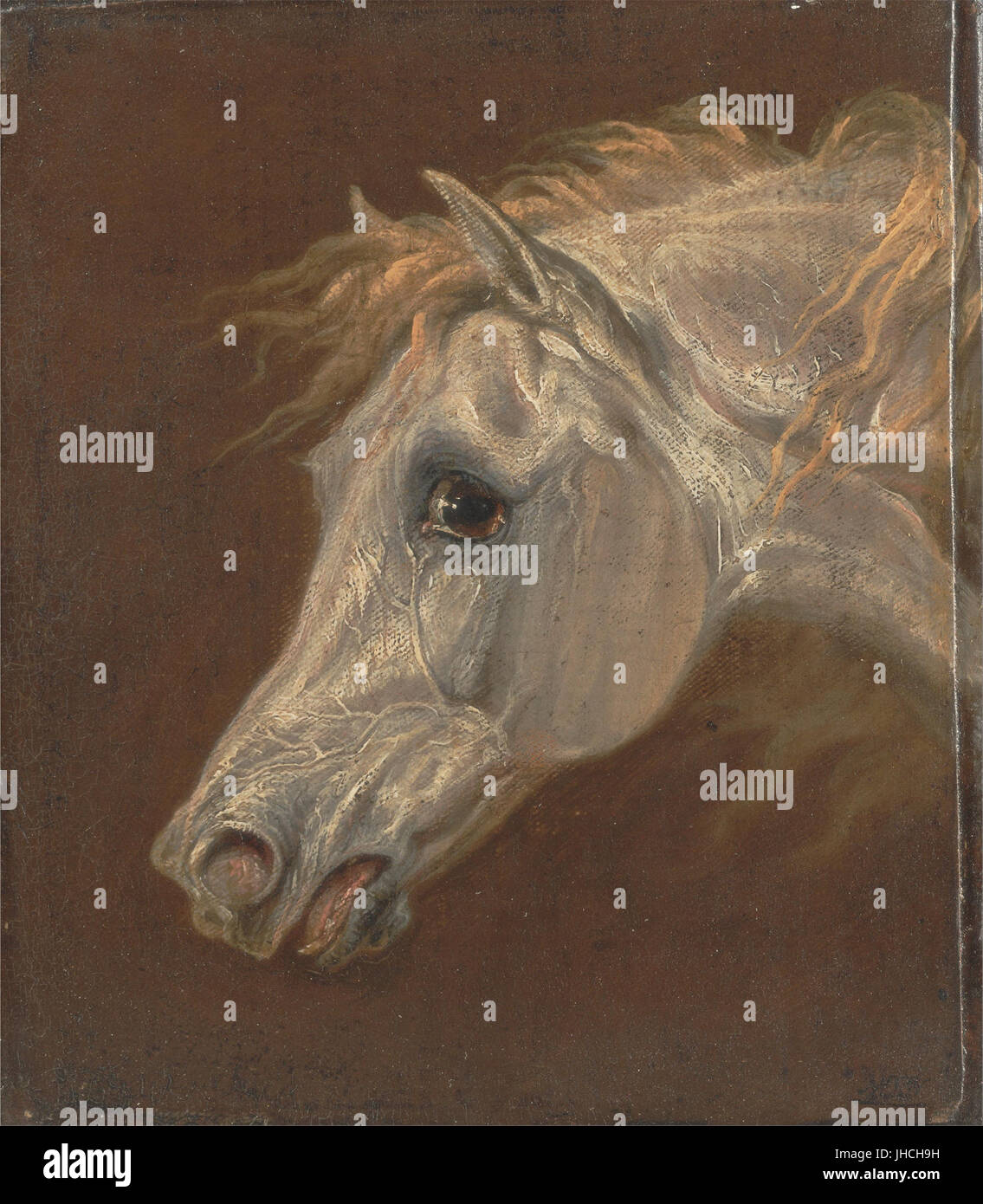 Martin Theodore Ward - Head of a Grey Arabian Horse Stock Photo - Alamy