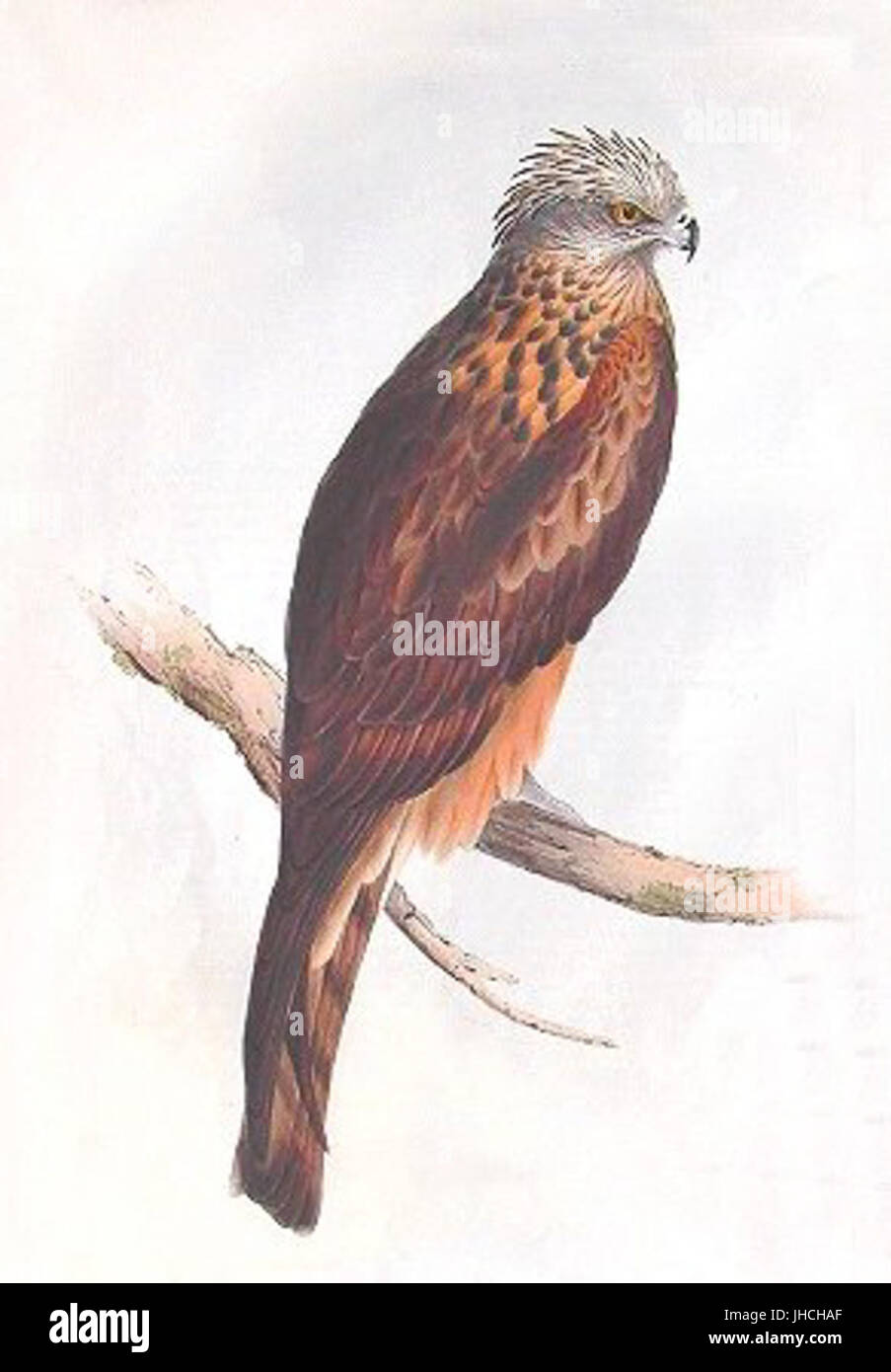 Milvus milvus illustration hi-res stock photography and images - Alamy
