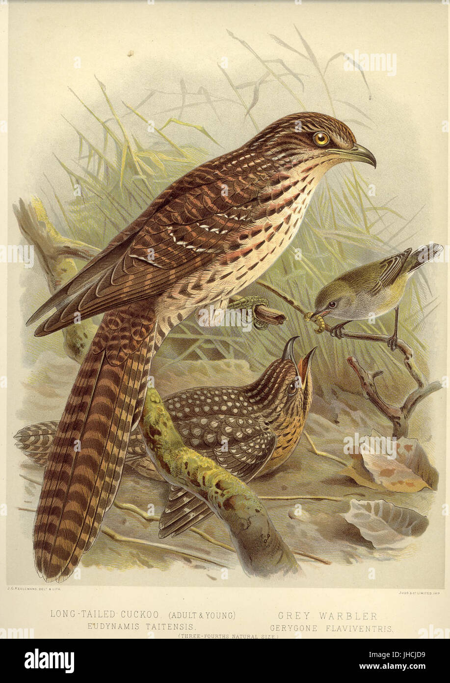 NZ Cuckoo & Warbler Stock Photo - Alamy