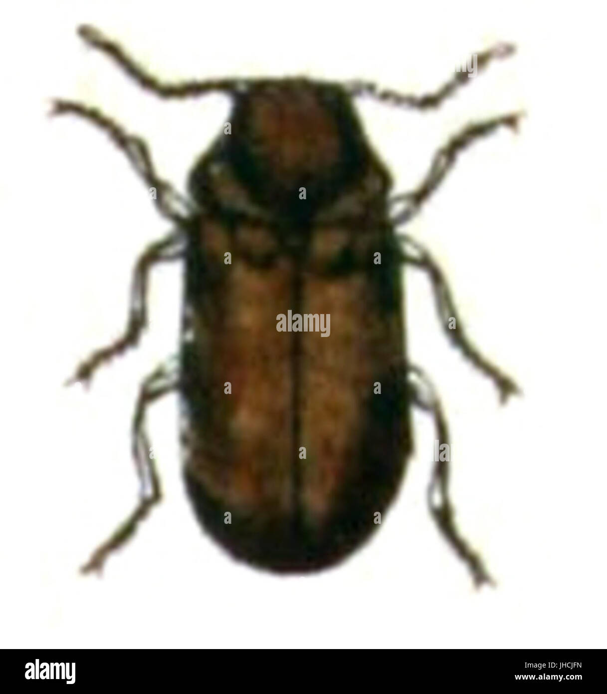 Ochina ptinoides hi-res stock photography and images - Alamy