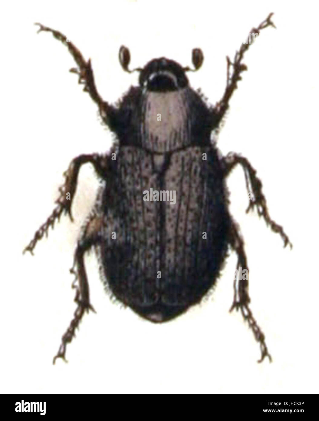 Transversa Cut Out Stock Images & Pictures - Alamy