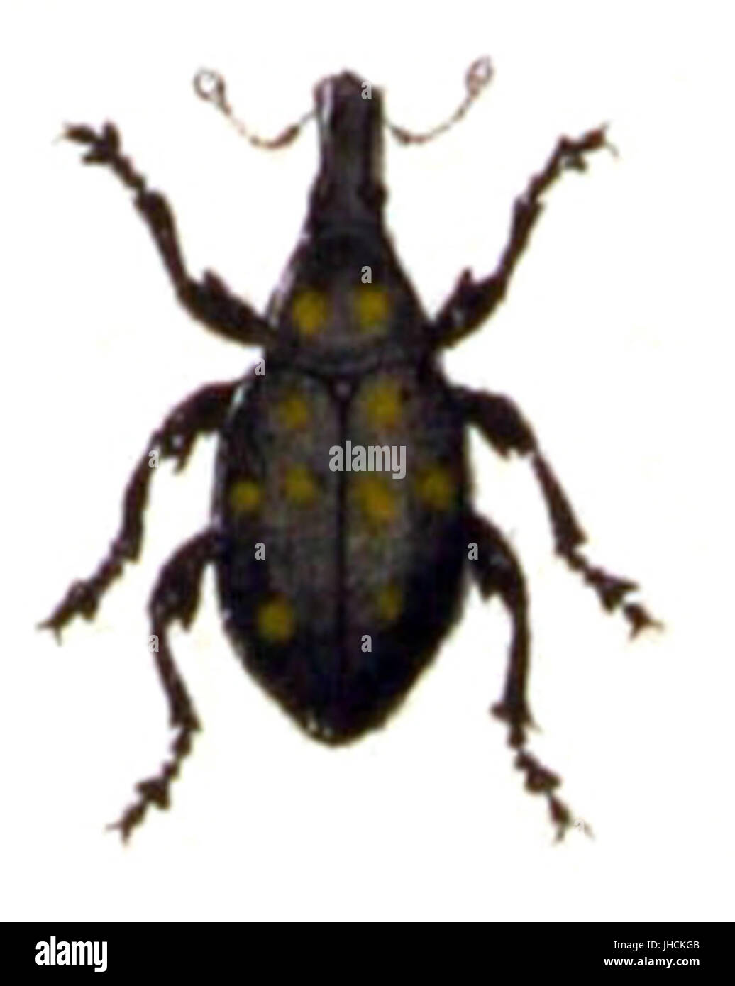 Liparus hi-res stock photography and images - Alamy