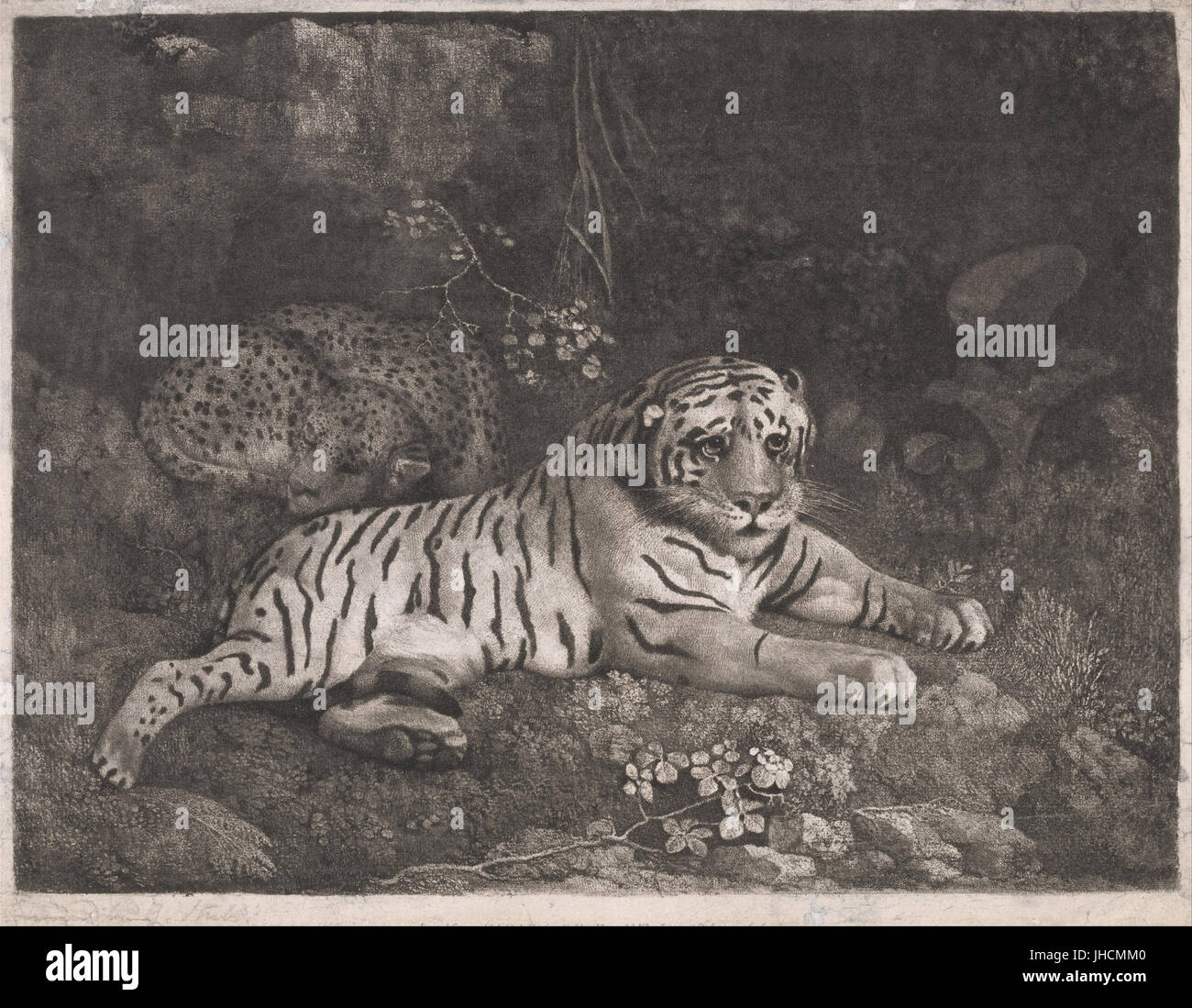 George stubbs tiger leopard hi-res stock photography and images - Alamy