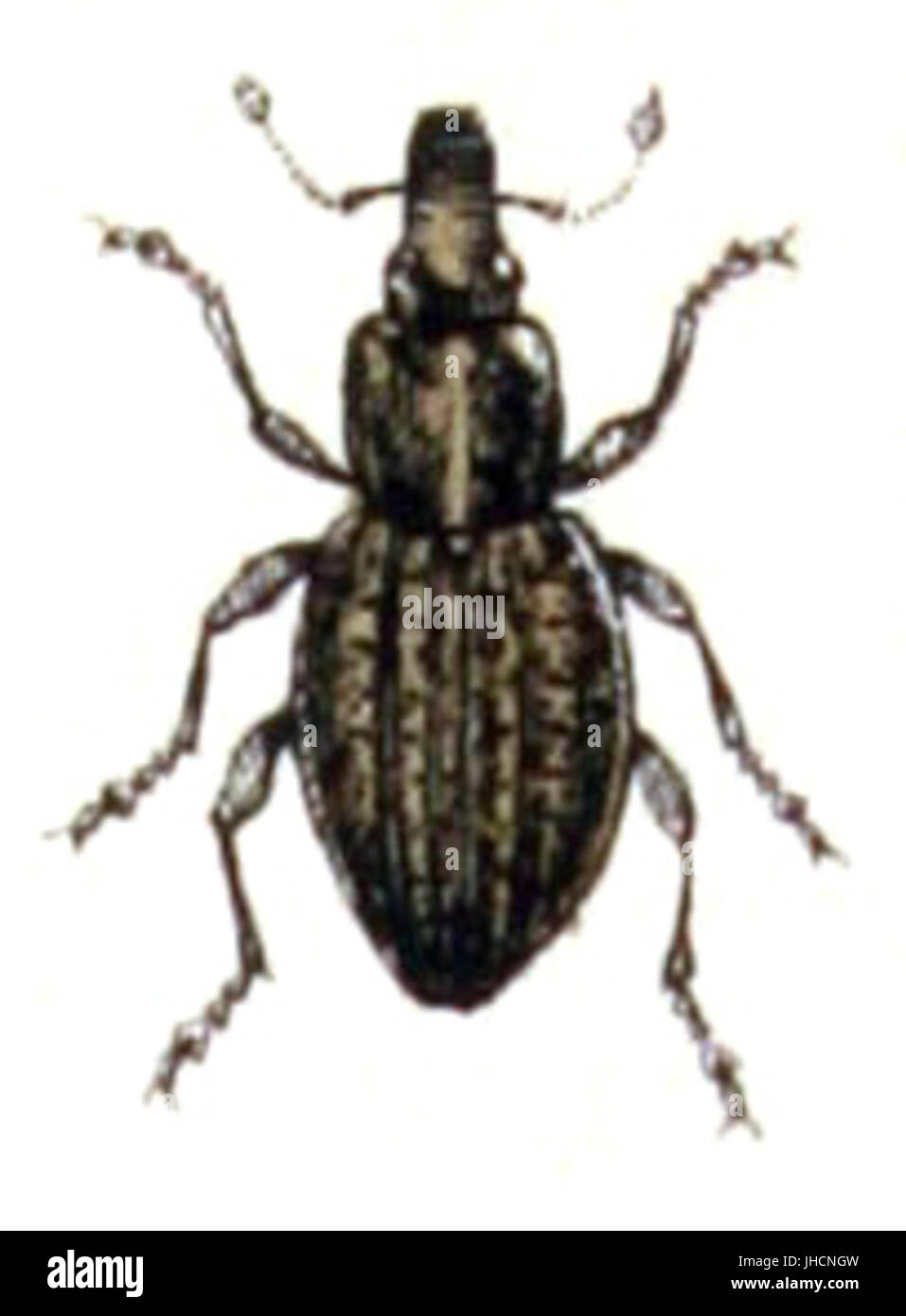 Hypera hi-res stock photography and images - Alamy