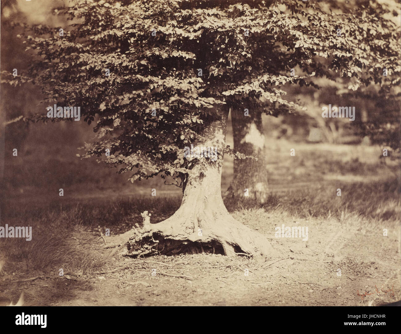 Beech tree line drawing hi-res stock photography and images - Alamy