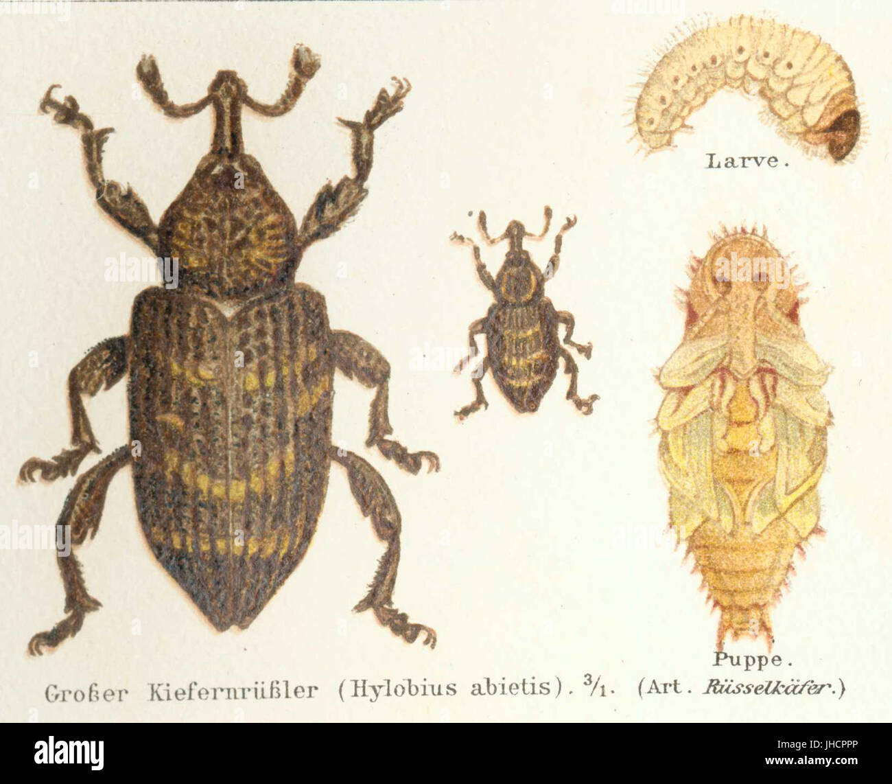 Hylobius abietis meyers 1888 v16 p352 Stock Photo - Alamy