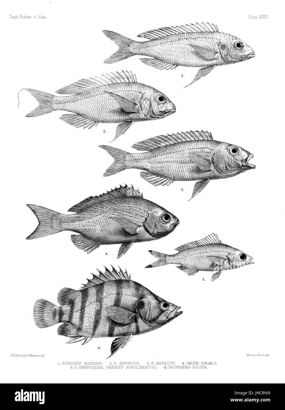 Fish science plate Black and White Stock Photos & Images - Alamy