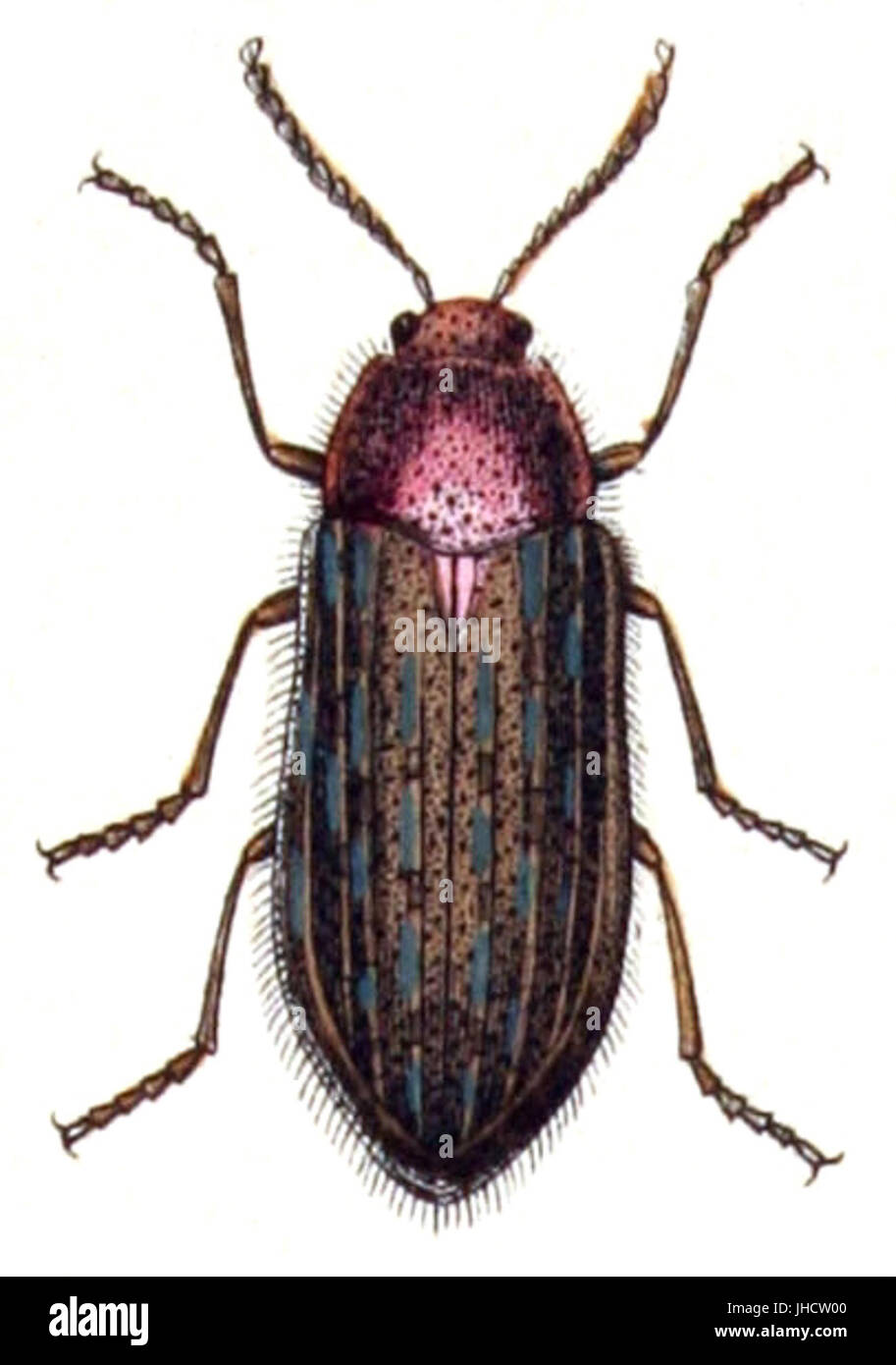 Julodis hi-res stock photography and images - Alamy