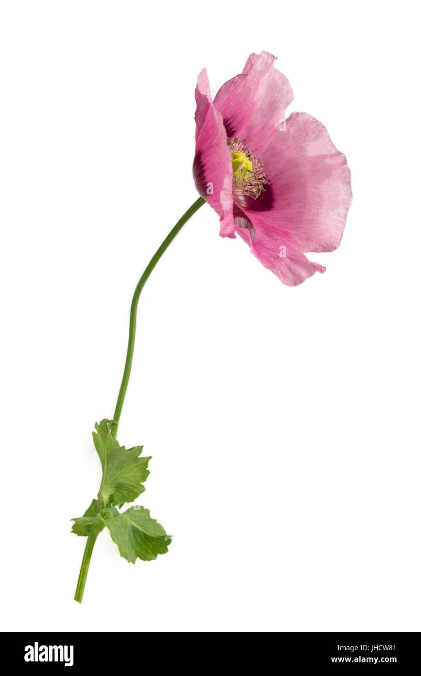 Poison papaver somniferum opium poppy hi-res stock photography and ...