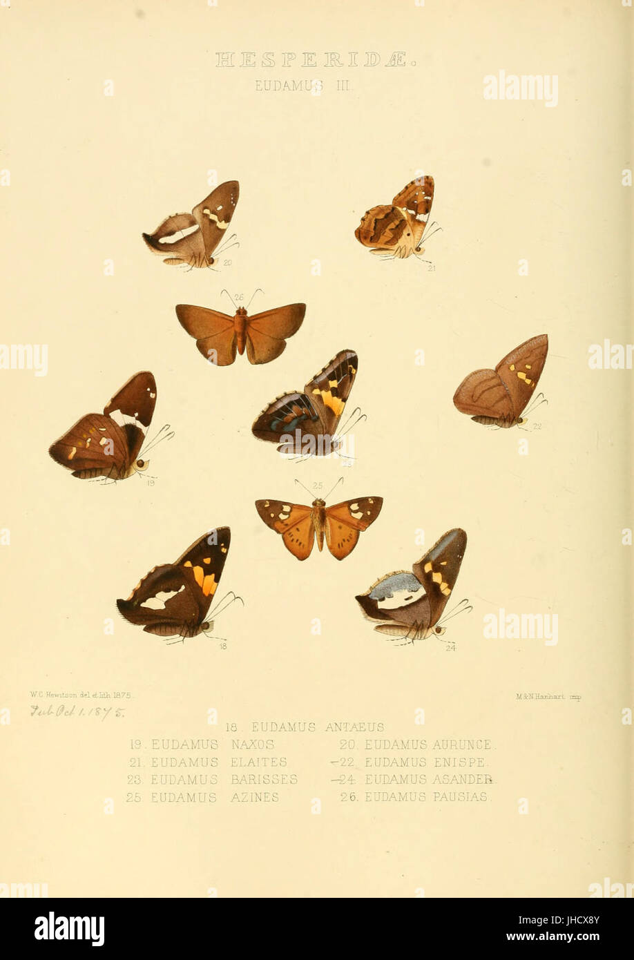 Illustrations of new species of exotic butterflies Eudamus III Stock ...