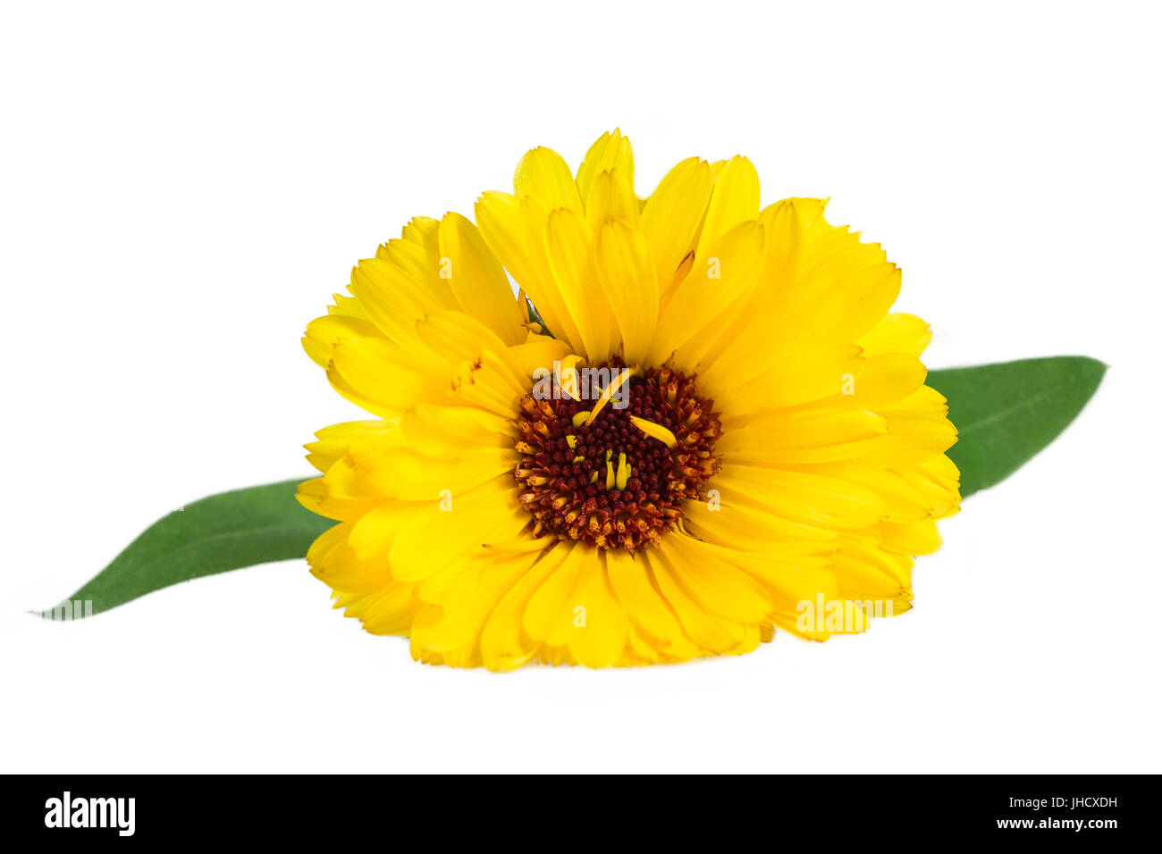 Yellow Colored Calendula Flowers Isolated on White Stock Photo - Alamy