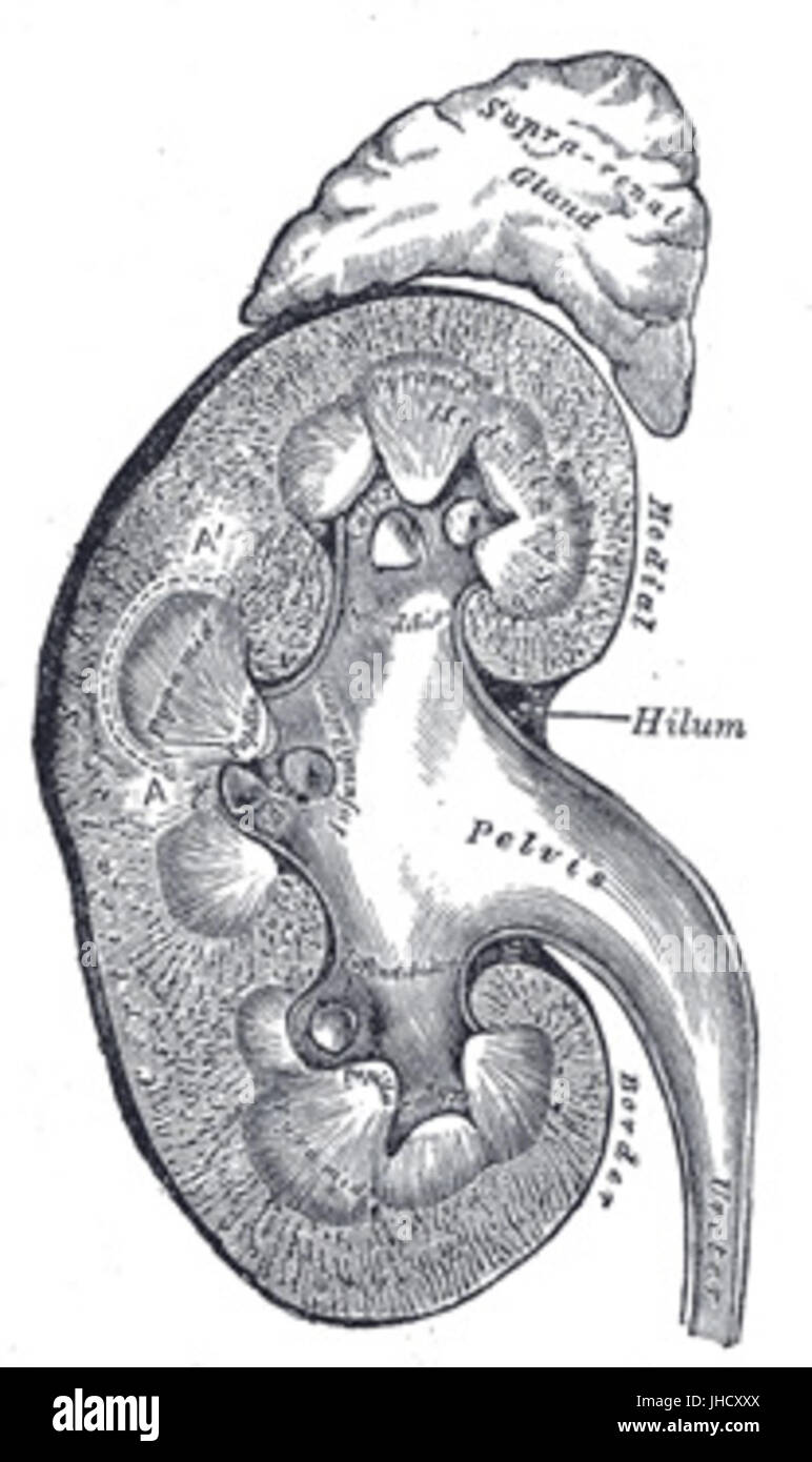 Human kidney nephron structure Cut Out Stock Images & Pictures - Alamy