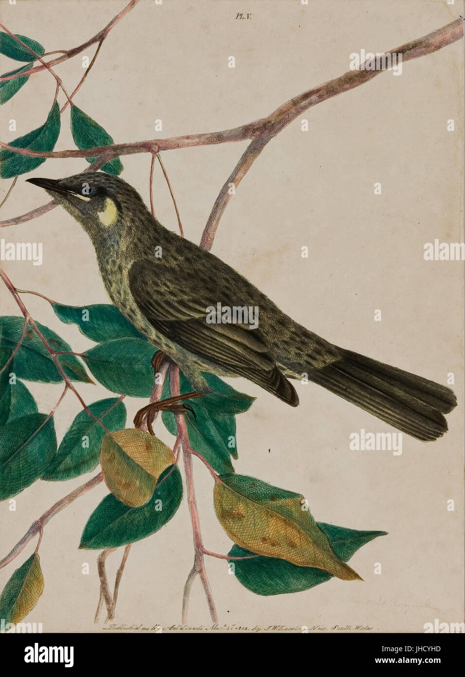 New holland honeysucker hi-res stock photography and images - Alamy