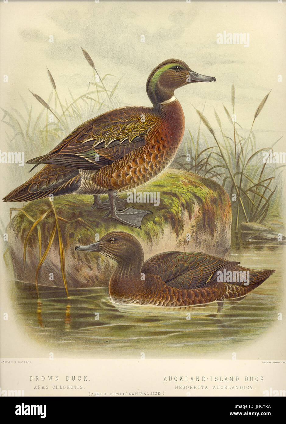 Rare ducks hi-res stock photography and images - Alamy