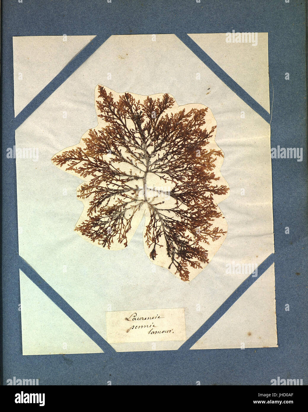 Laurencia hi-res stock photography and images - Alamy