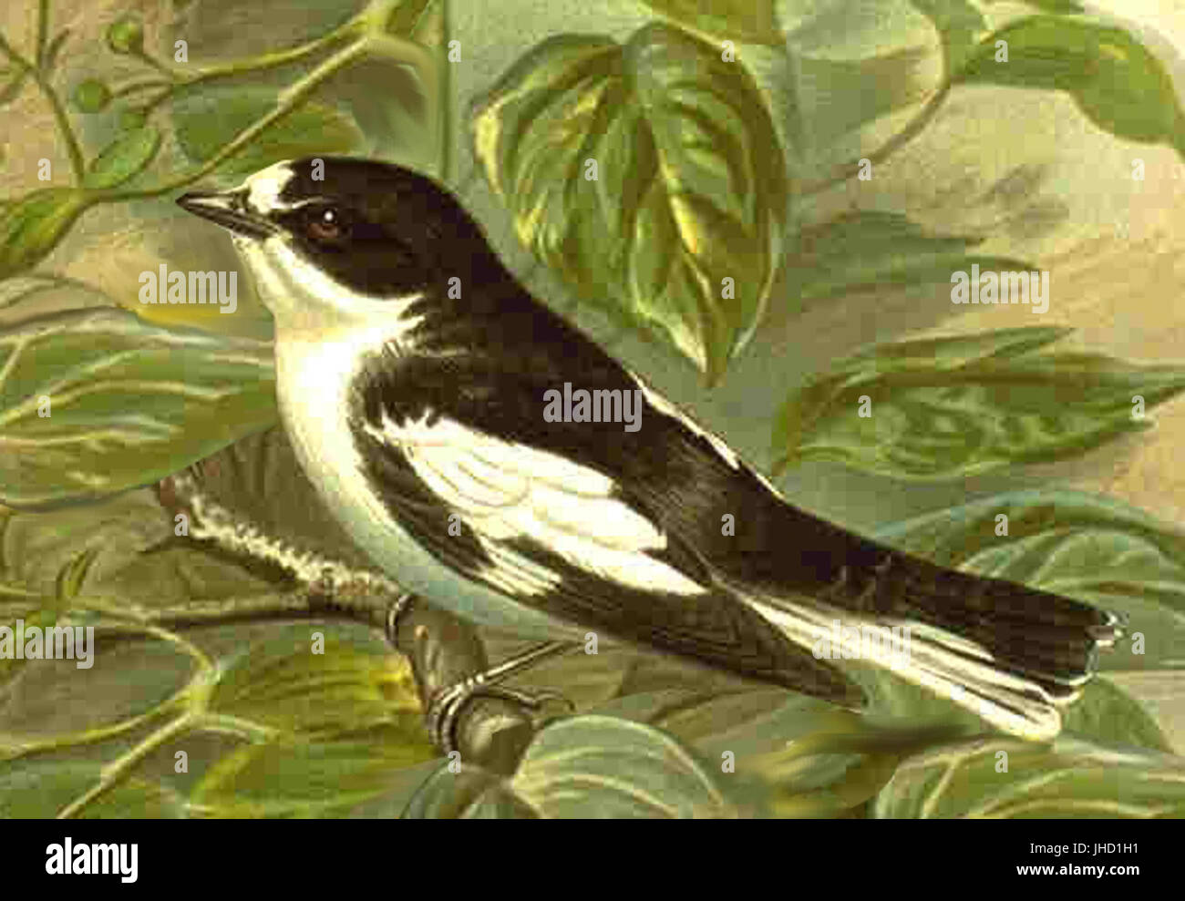 Ficedula semitorquata NAUMANN Stock Photo - Alamy