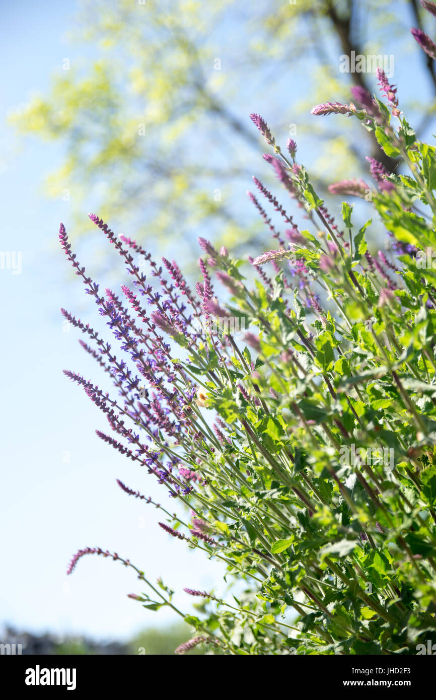 Beautiful lavender flower lit by sunlight Stock Photo - Alamy