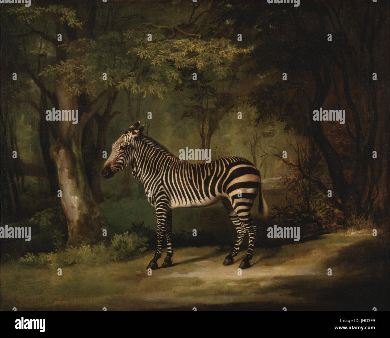 George stubbs zebra hi-res stock photography and images - Alamy