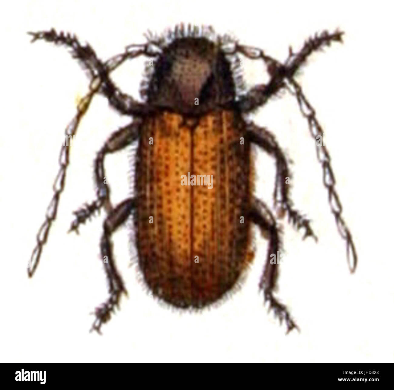 Hedobia pubescens hi-res stock photography and images - Alamy