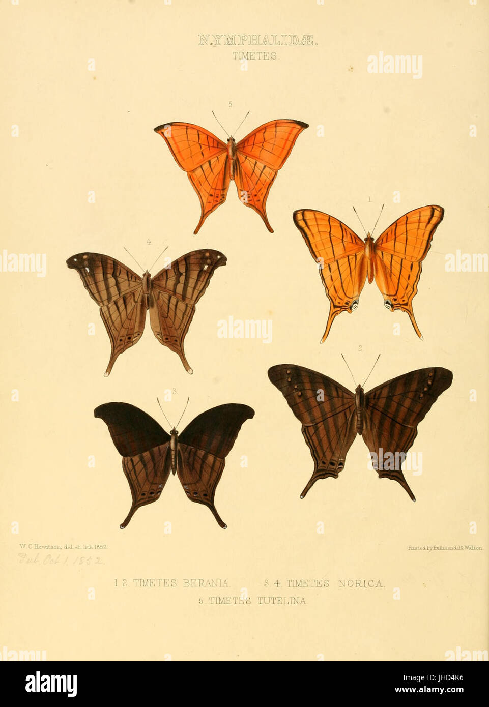 Illustrations of new species of exotic butterflies Timetes Stock Photo ...