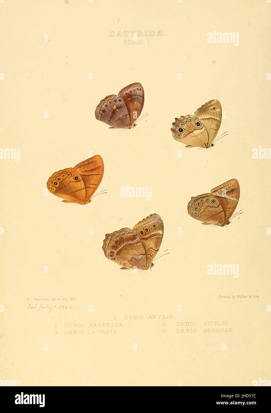 Illustrations of new species of exotic butterflies Debis I Stock Photo ...