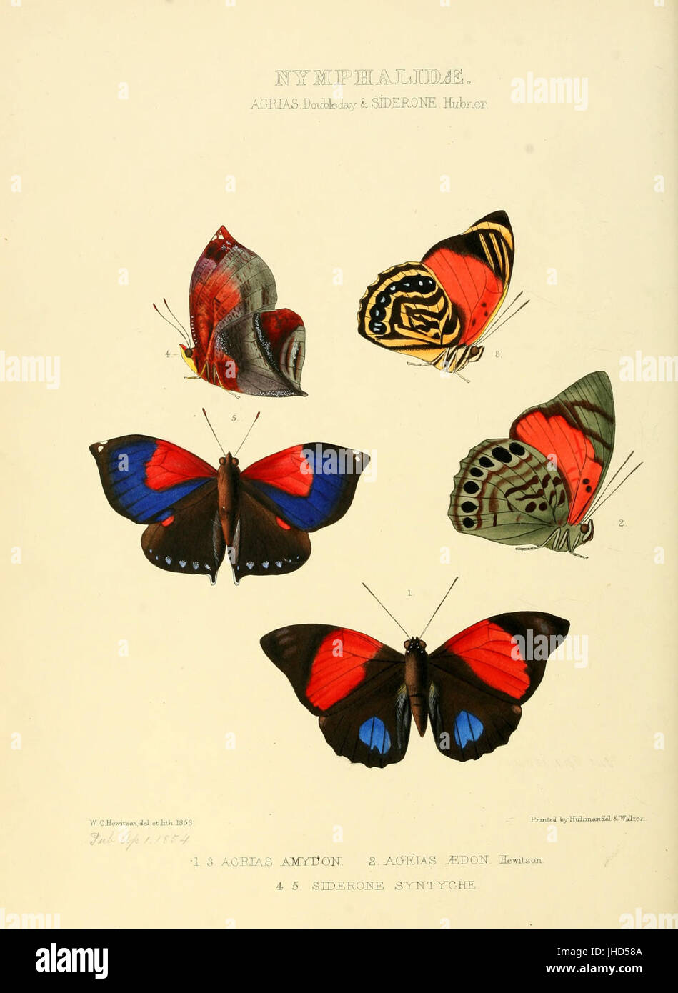 Illustrations of new species of exotic butterflies Agrias & Siderone ...