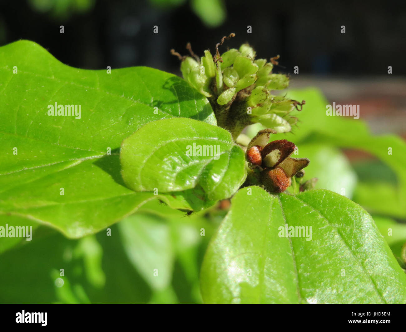 Parrotia persica, commonly known as Persian ironwood, is a deciduous ...