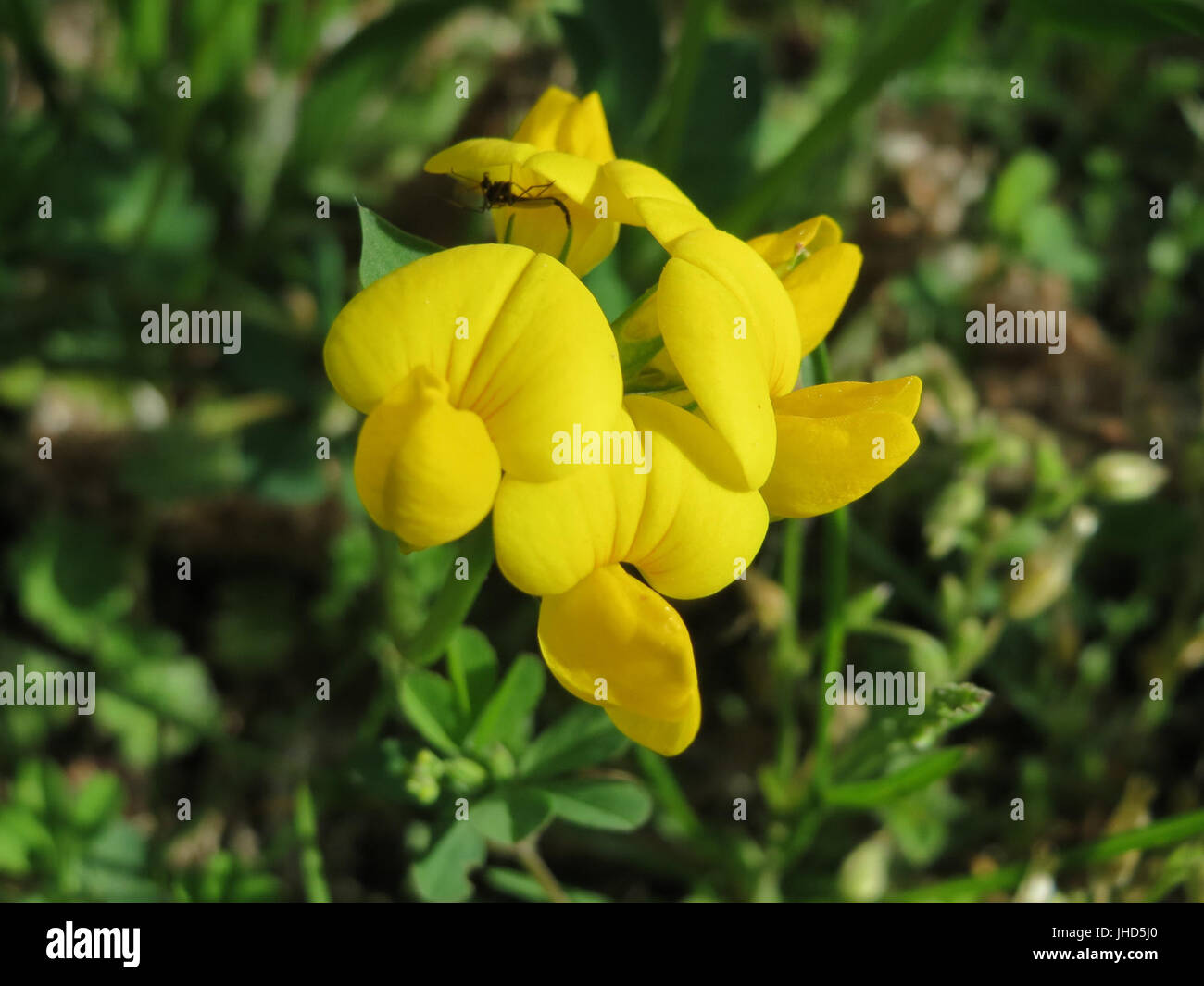 Calflora hi-res stock photography and images - Alamy