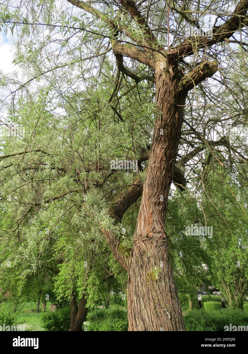 Olive tree elaeagnus angustifolia hi-res stock photography and images ...