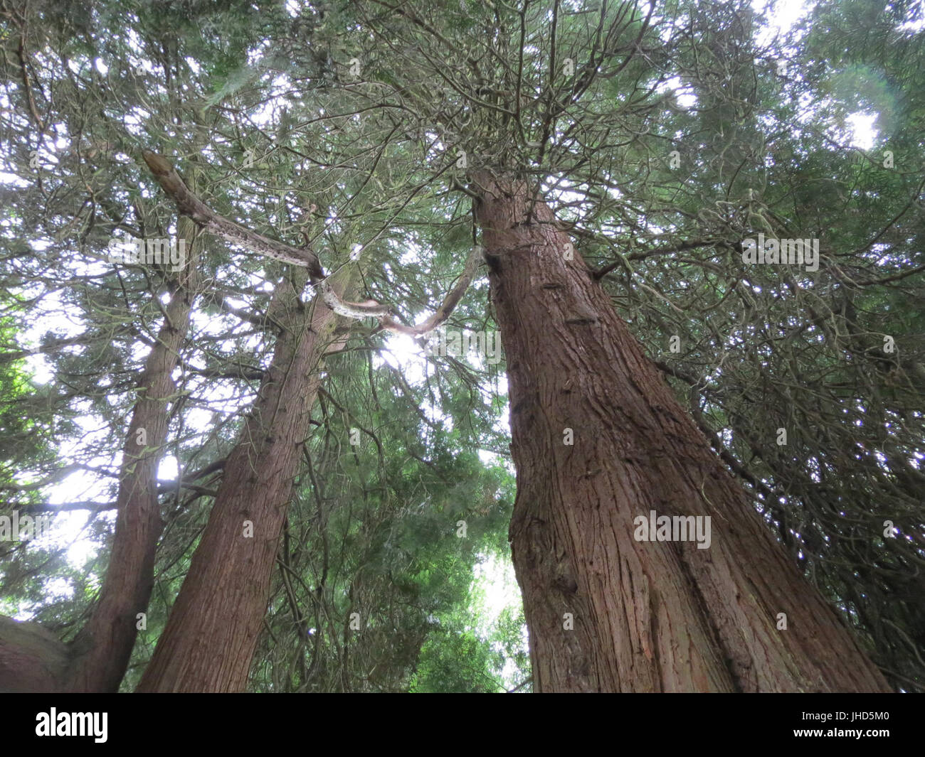 Largest living organisms hi-res stock photography and images - Alamy