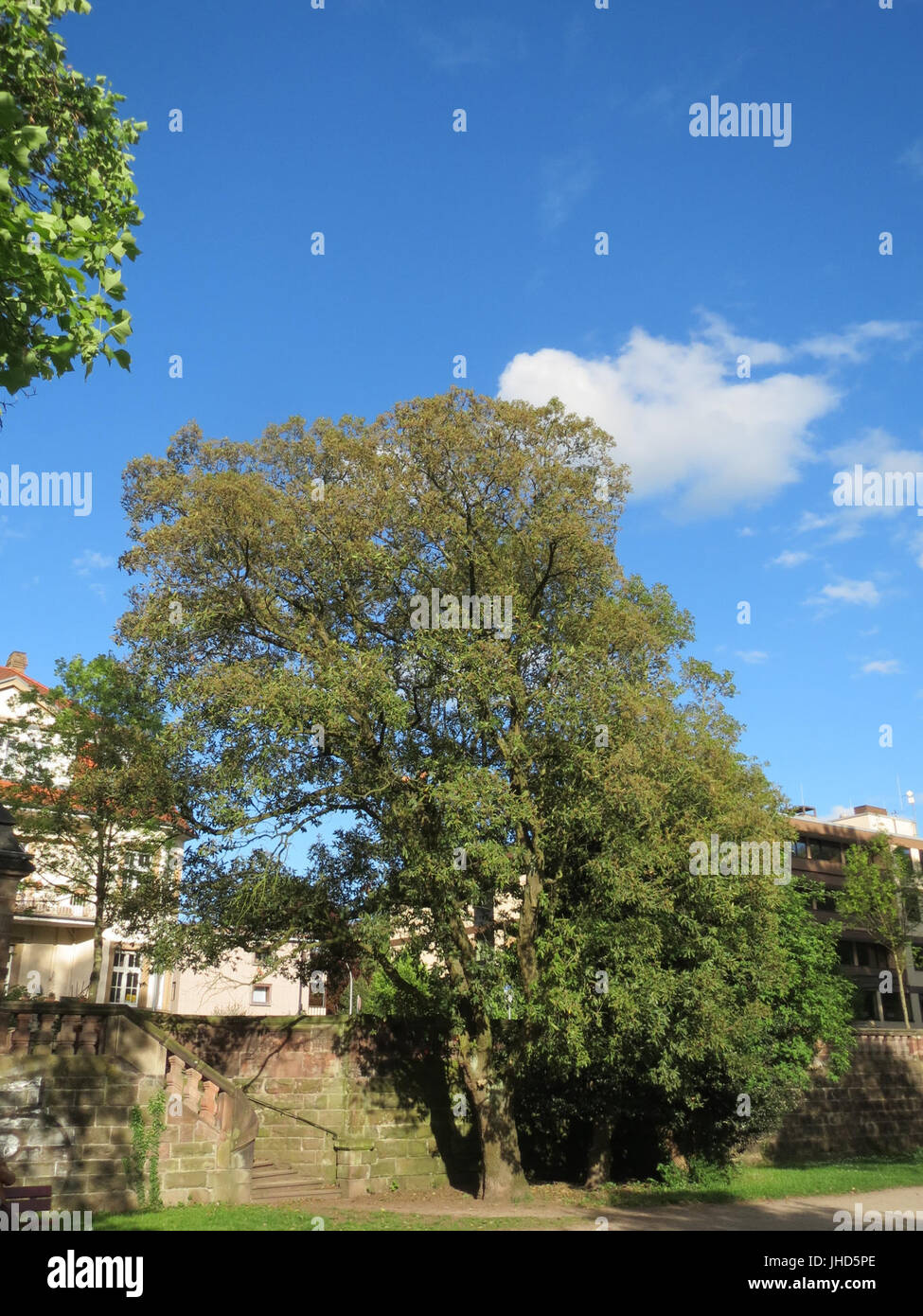 Turneri hi-res stock photography and images - Alamy