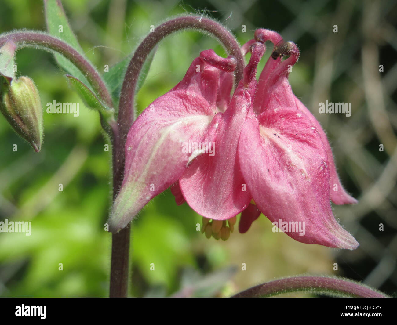 Columbine flowers pollination hi-res stock photography and images - Alamy