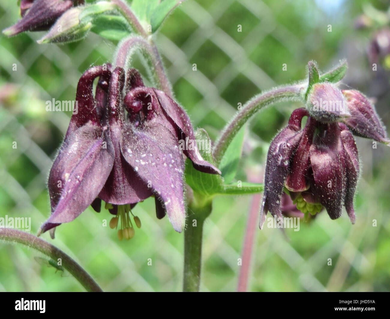 Columbine flowers pollination hi-res stock photography and images - Alamy