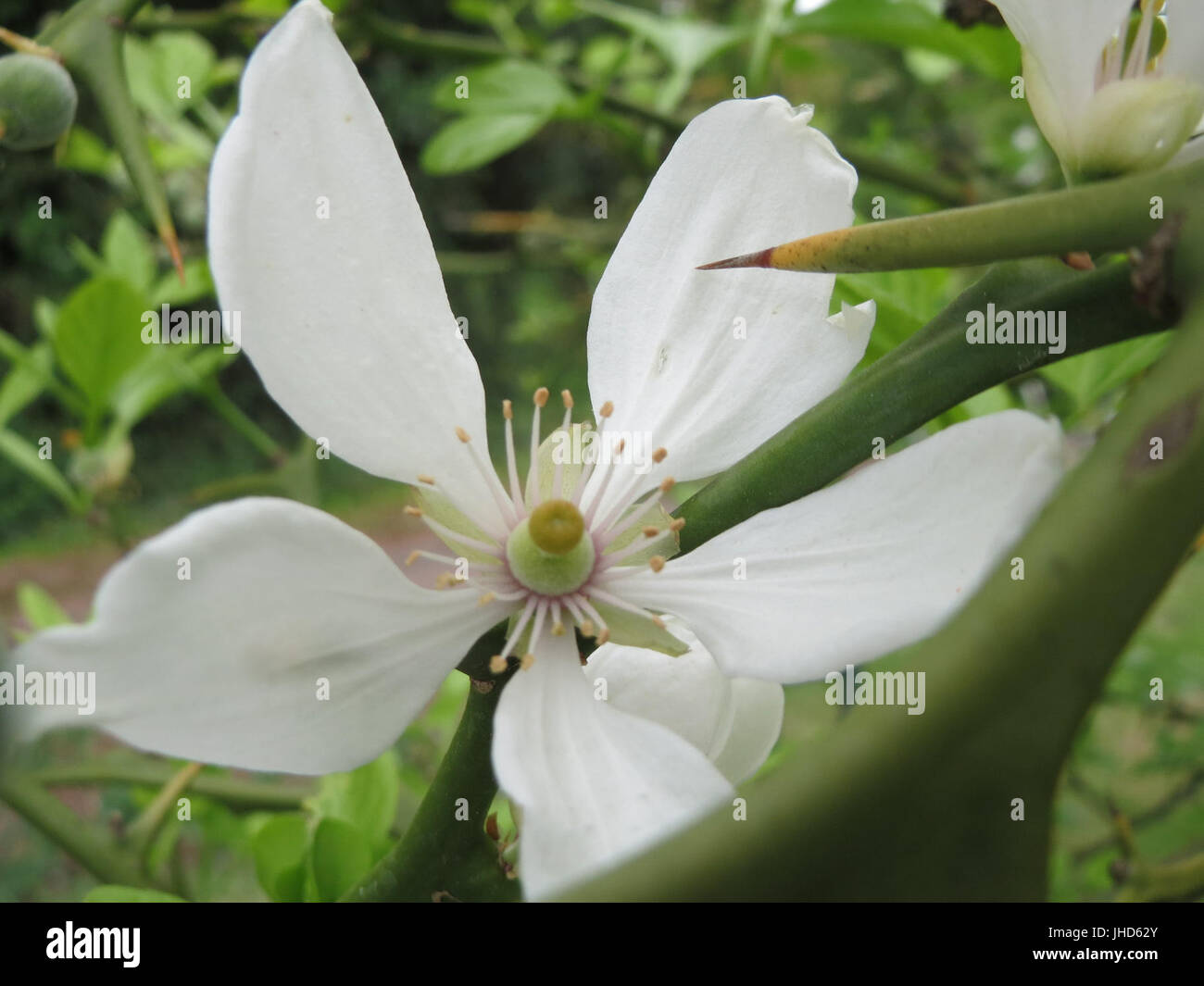 Asian production of citrus hi-res stock photography and images - Alamy
