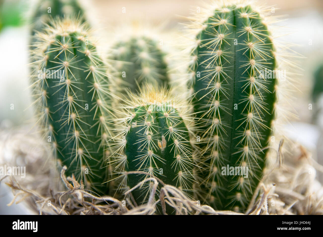 Cactus interior hi-res stock photography and images - Alamy