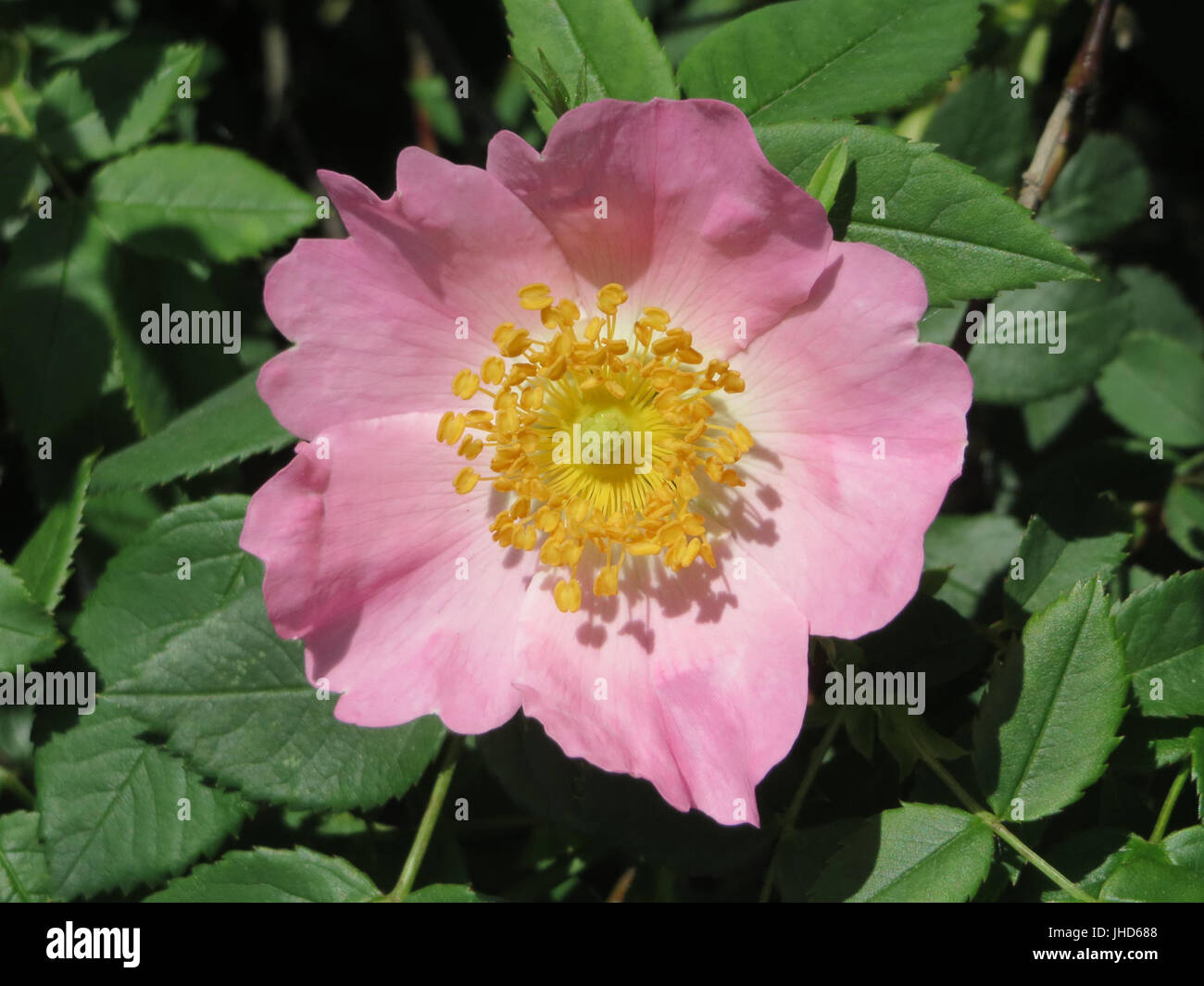 Wild dog rose rosa canina hi-res stock photography and images - Alamy