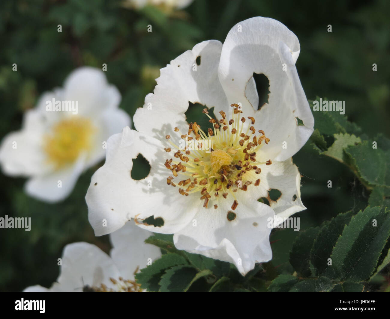 Scotch rose rosa spinosissima hi-res stock photography and images - Alamy